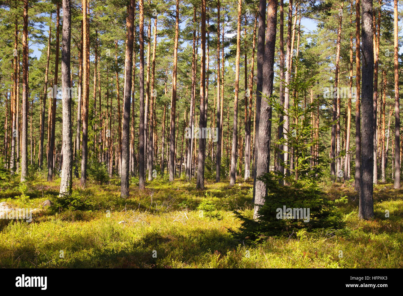 Forest in summer Stock Photo - Alamy