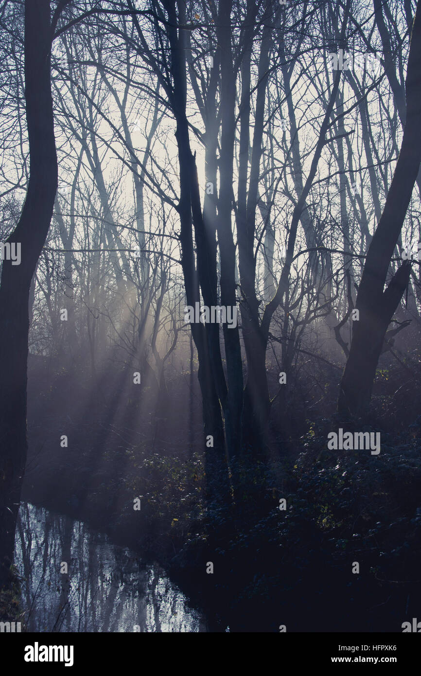 Small Rays High Resolution Stock Photography and Images - Alamy