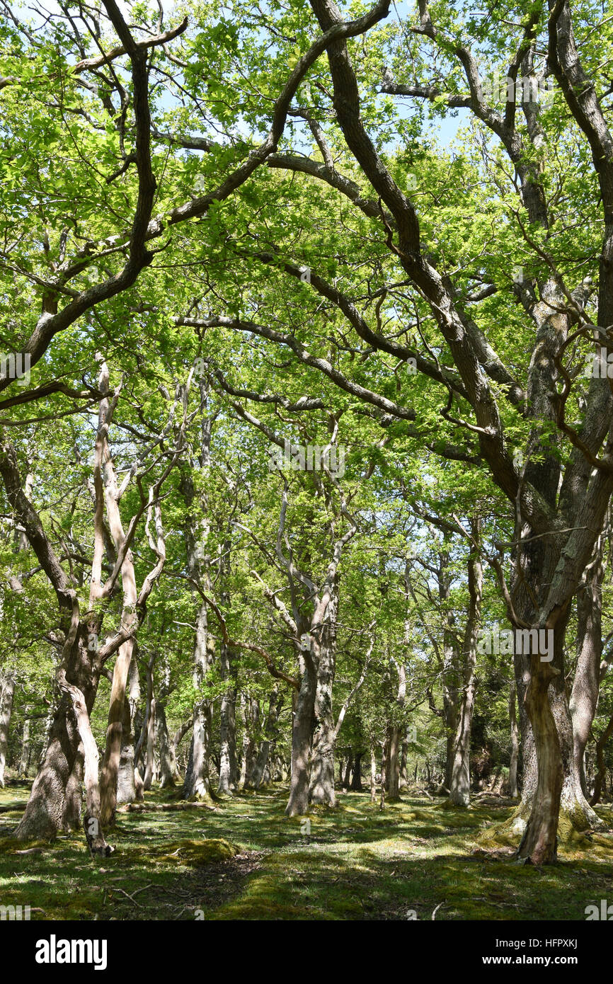 Oak trees in the New Forest National Park, Hampshire England Stock ...