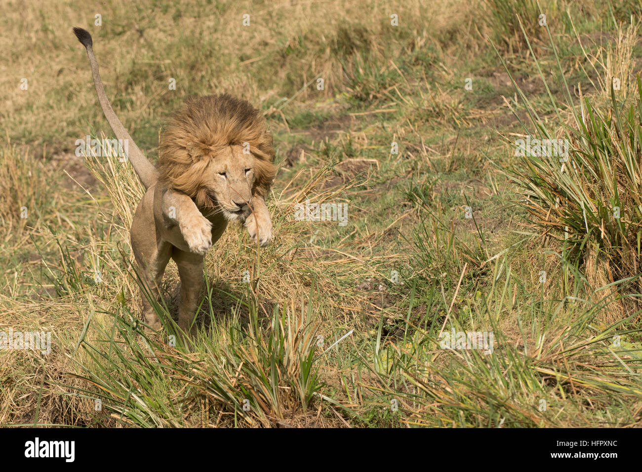 Male lion jumping across a ditch in the Masai Mara Stock Photo - Alamy