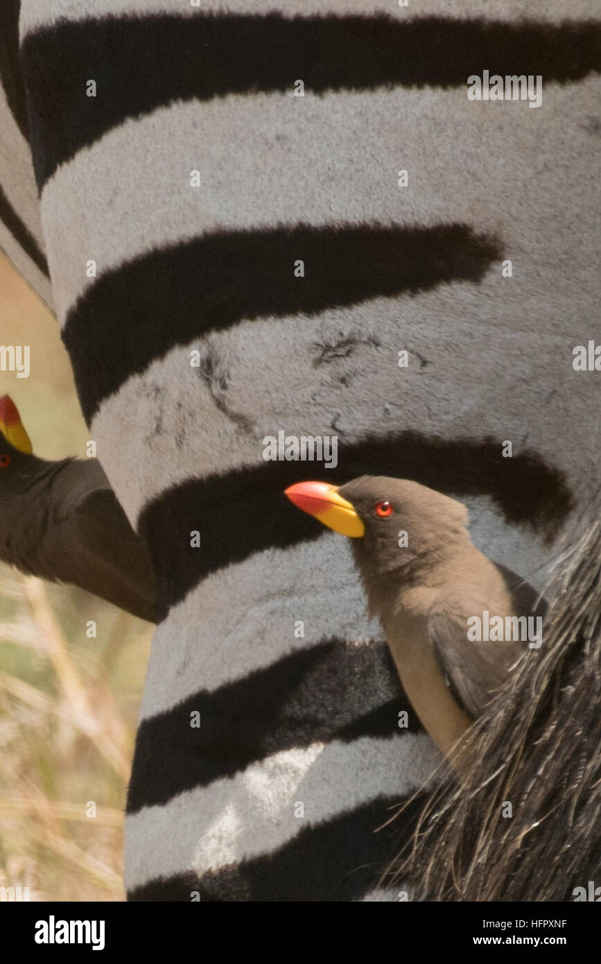 Oxpecker eating ticks hi-res stock photography and images - Alamy