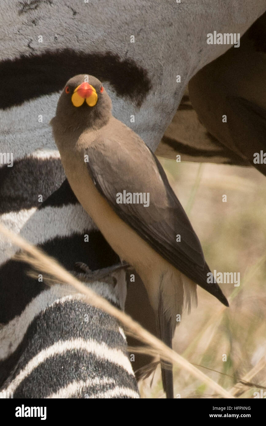 Oxpecker eating ticks hi-res stock photography and images - Alamy