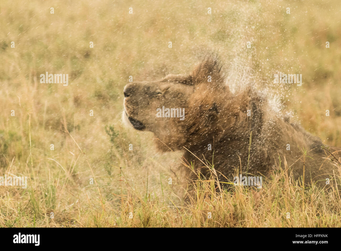 Maned male lion shaking rain water off its head Stock Photo - Alamy