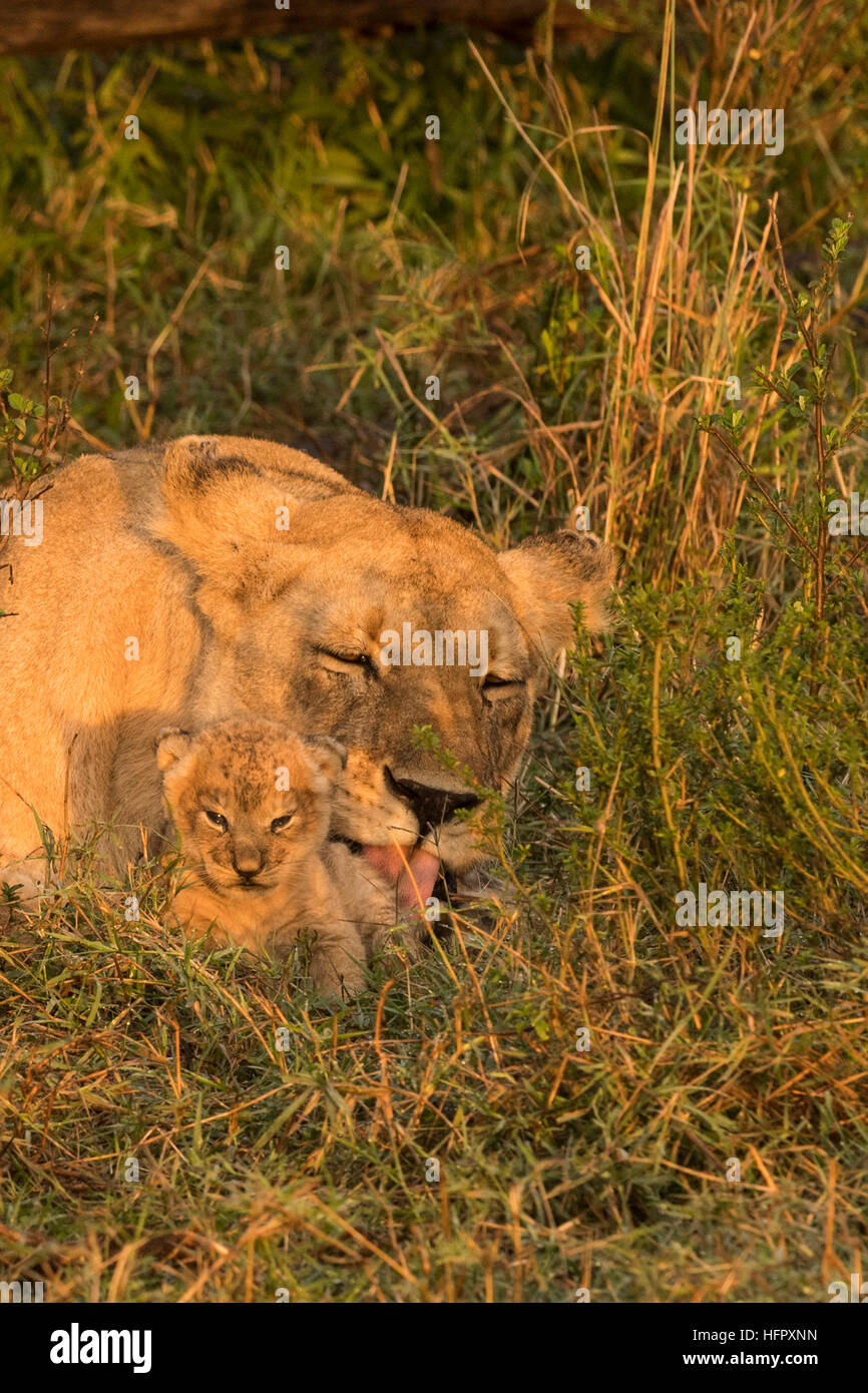 Lion portrain hi-res stock photography and images - Alamy