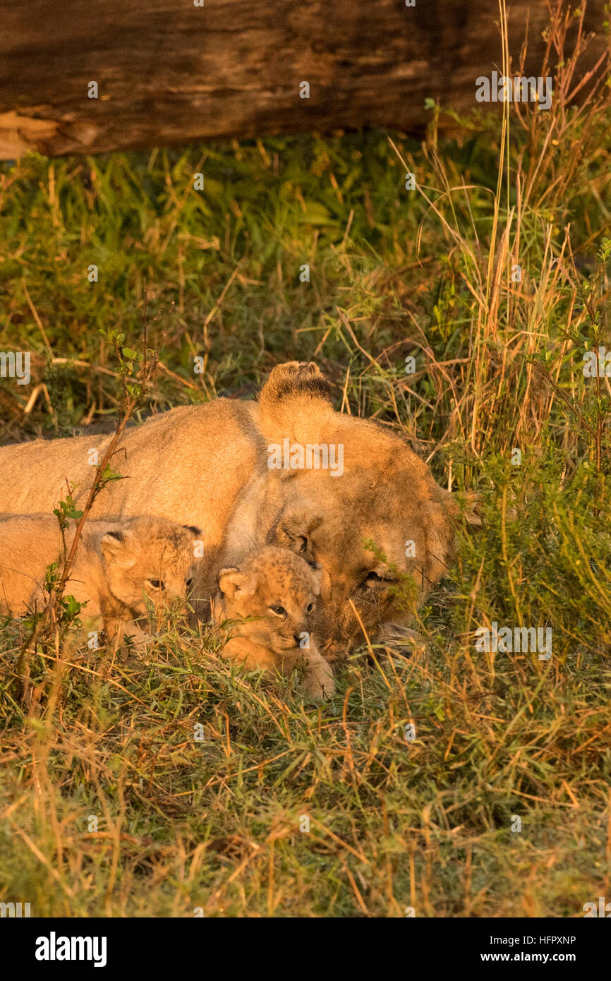 Lion portrain hi-res stock photography and images - Alamy
