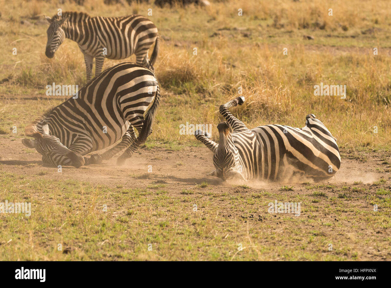 Scratching zebra hi-res stock photography and images - Alamy