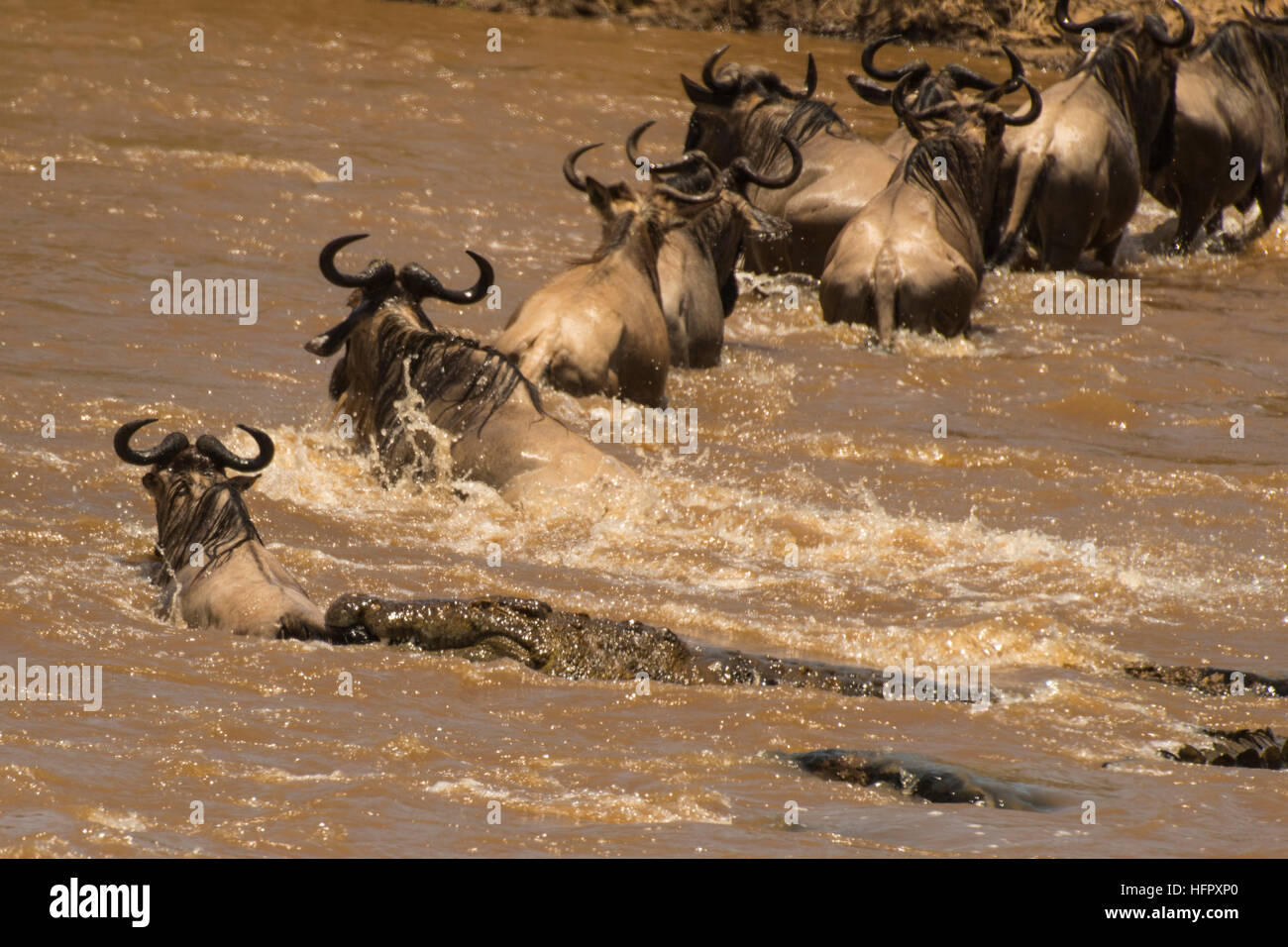 Crocodile attacking wildebeeste Stock Photo - Alamy
