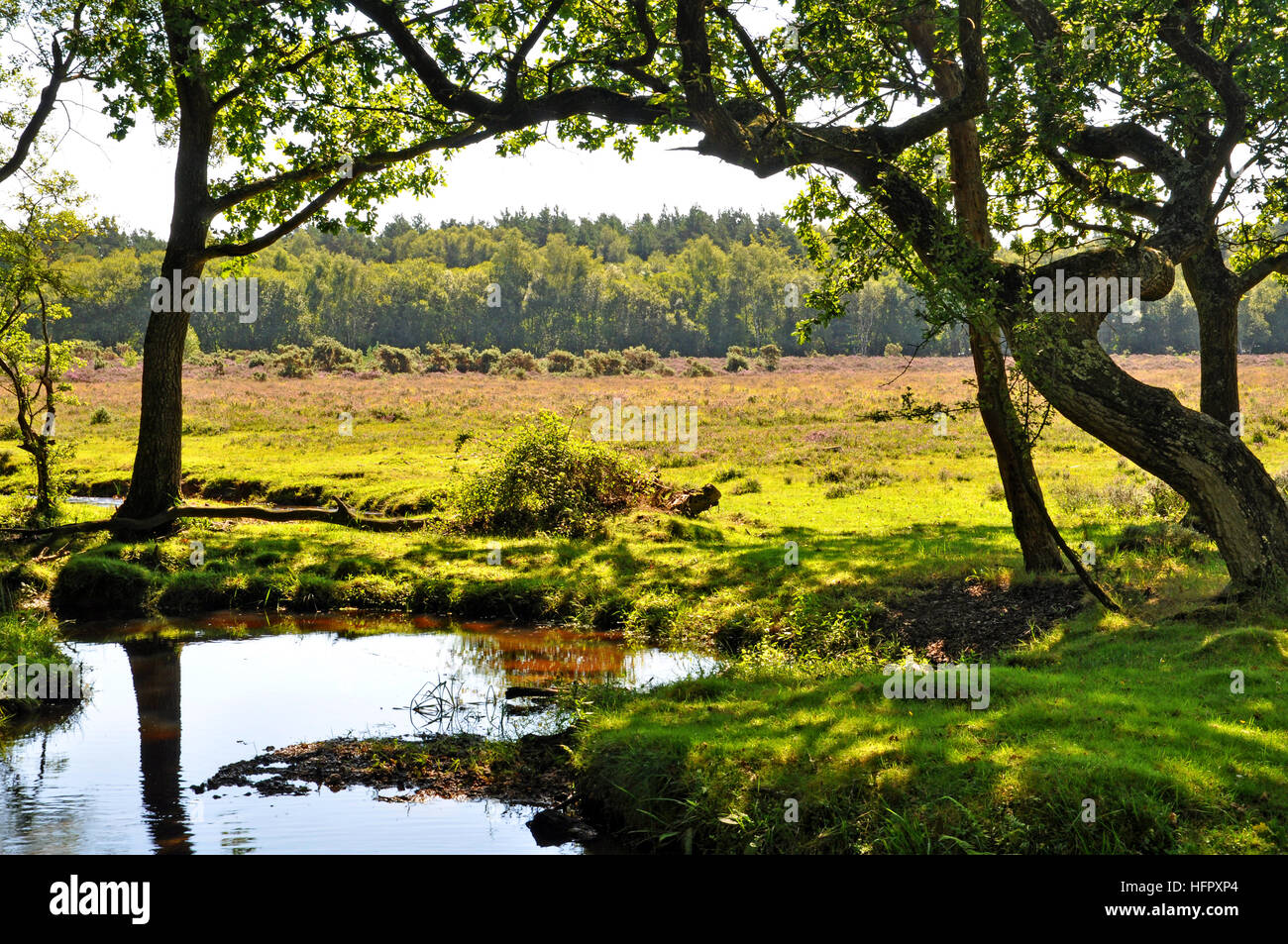 New Forest Stream and heathland in the New Forest National Park, Hampshire, England Stock Photo ...