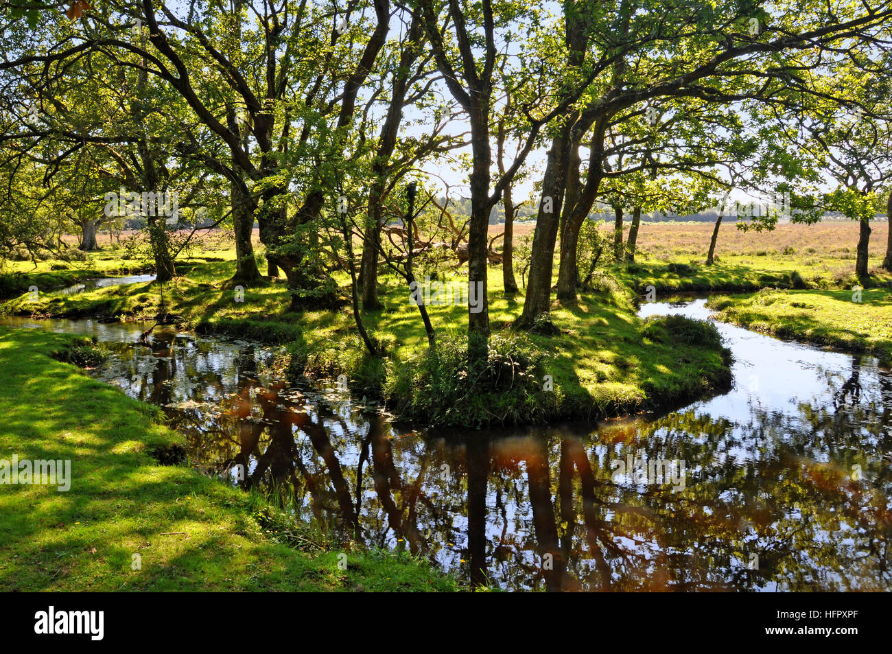 New forest national park hi-res stock photography and images - Alamy
