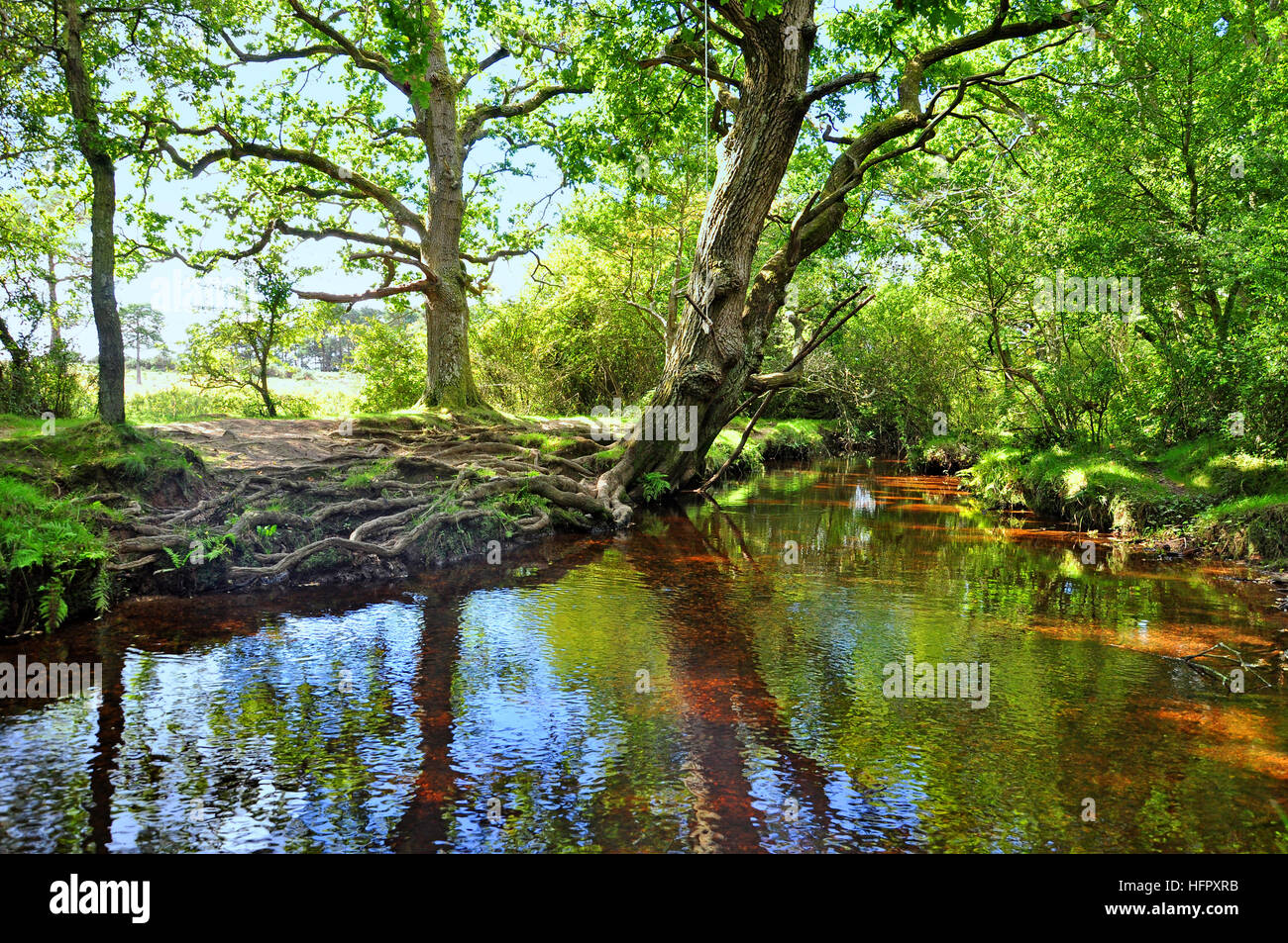 New Forest Stream near Puttles bridge in the New Forest National Park ...