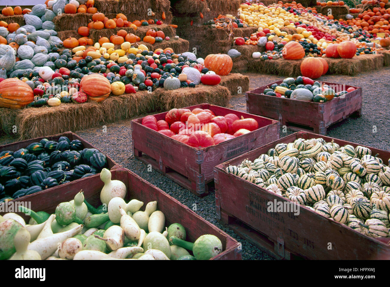 Types of squash hi-res stock photography and images - Alamy