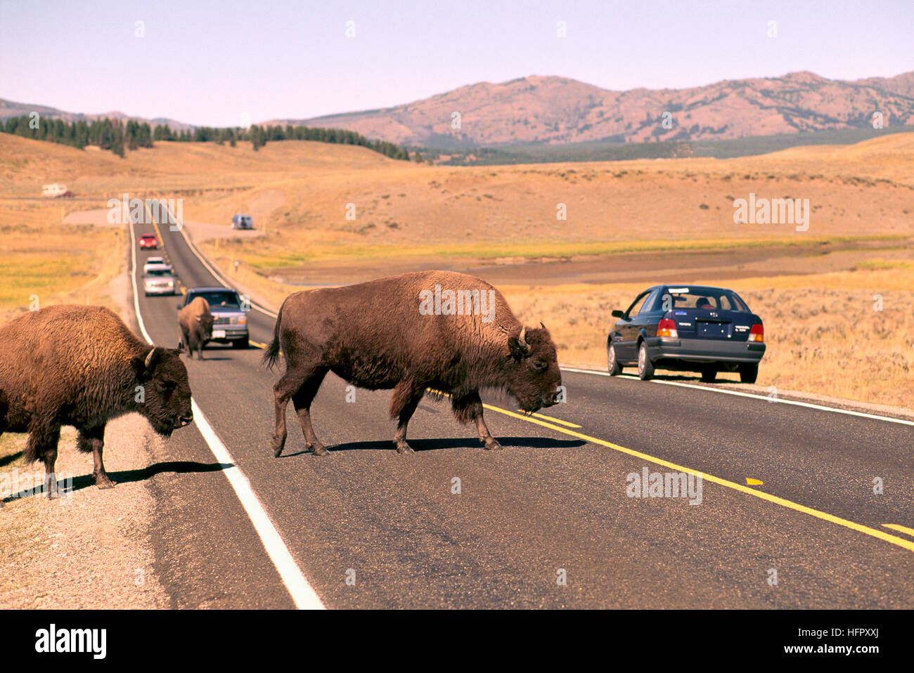 Bison yellowstone cars hi-res stock photography and images - Alamy