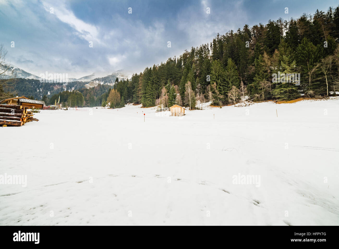snowy field near Alpine forest in winter Stock Photo - Alamy