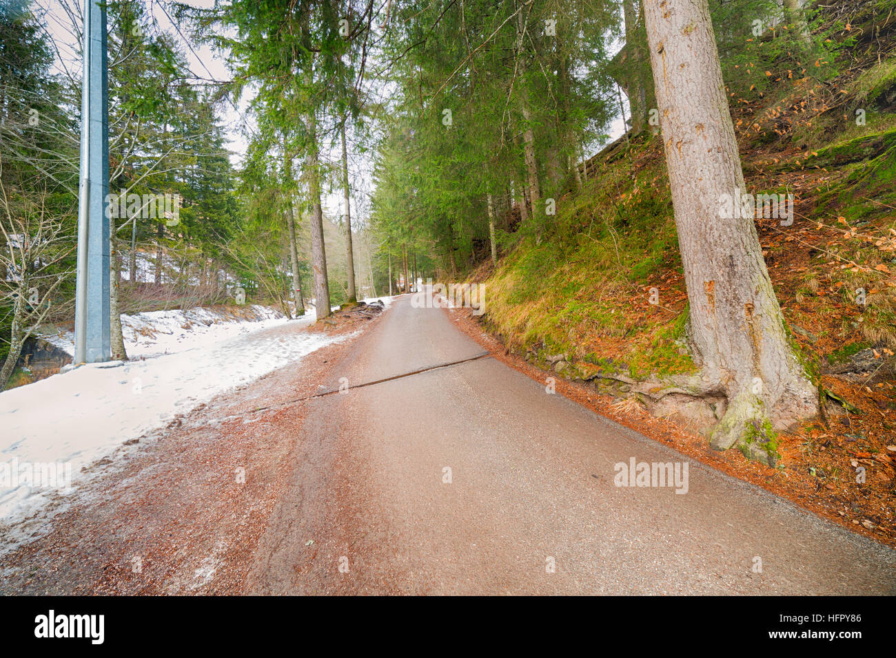 Dirt road crossing Alpine snowy forest in winter Stock Photo - Alamy