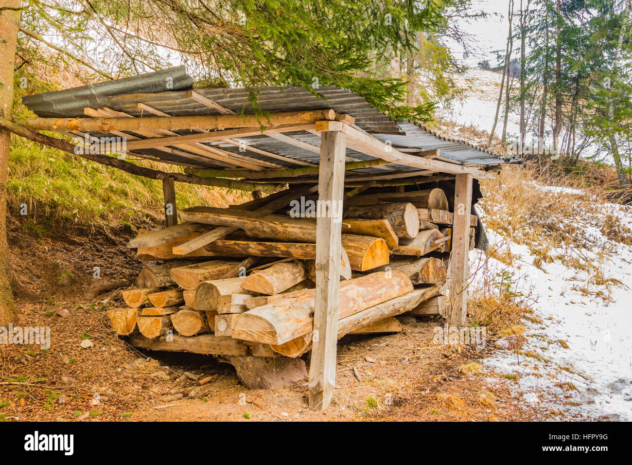 pile of logs in forest of pine and fir trees Stock Photo - Alamy