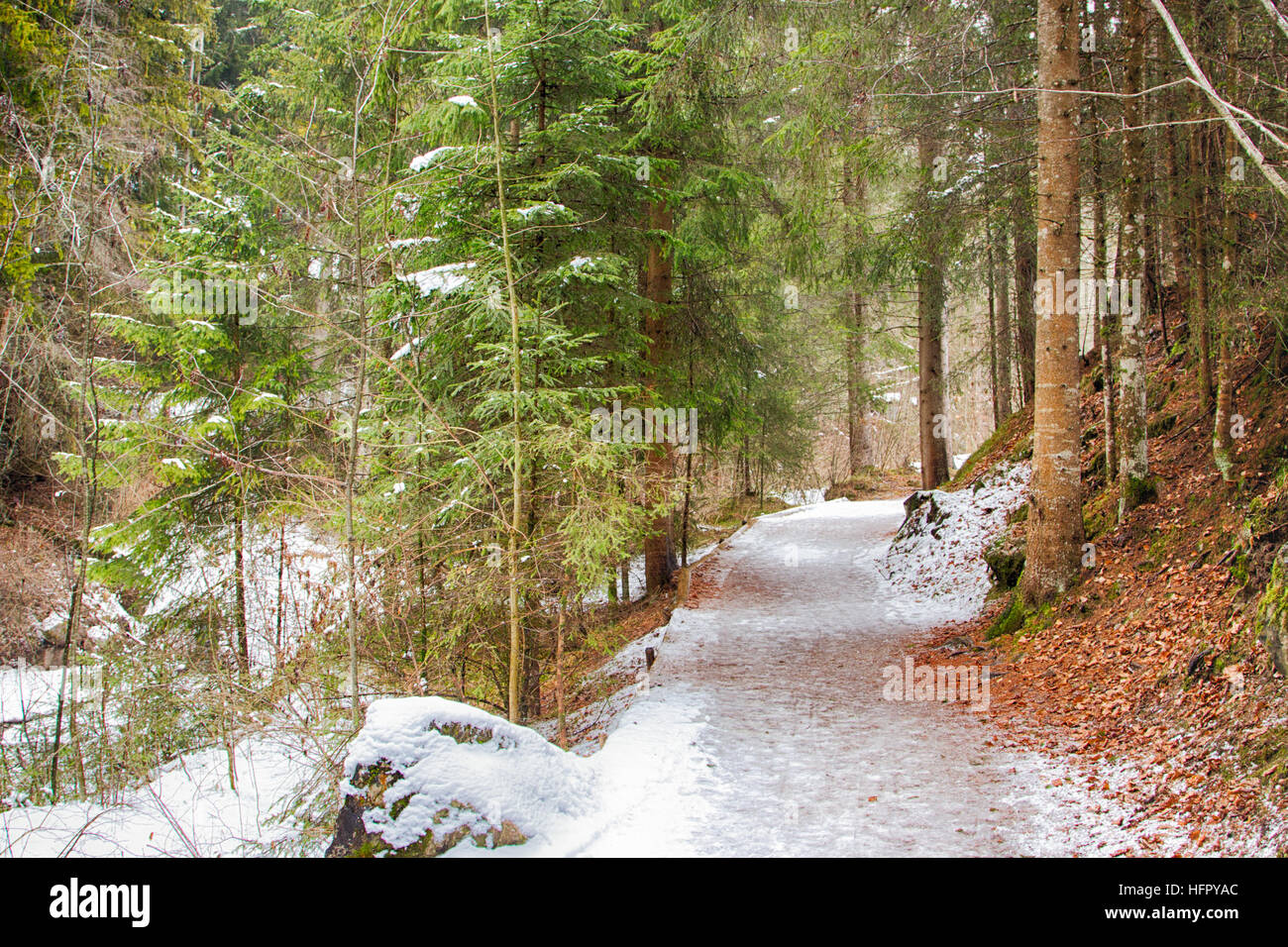 Pathway Through Snowy Pine Forest High Resolution Stock Photography and ...
