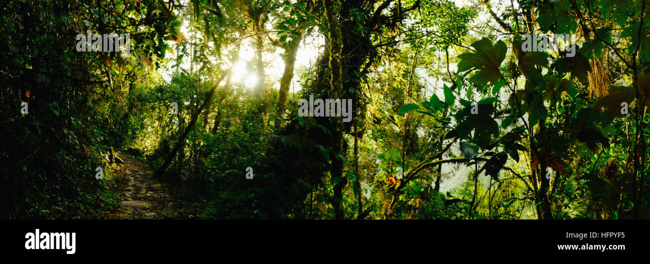 Cloud forest inca trail hi-res stock photography and images - Alamy