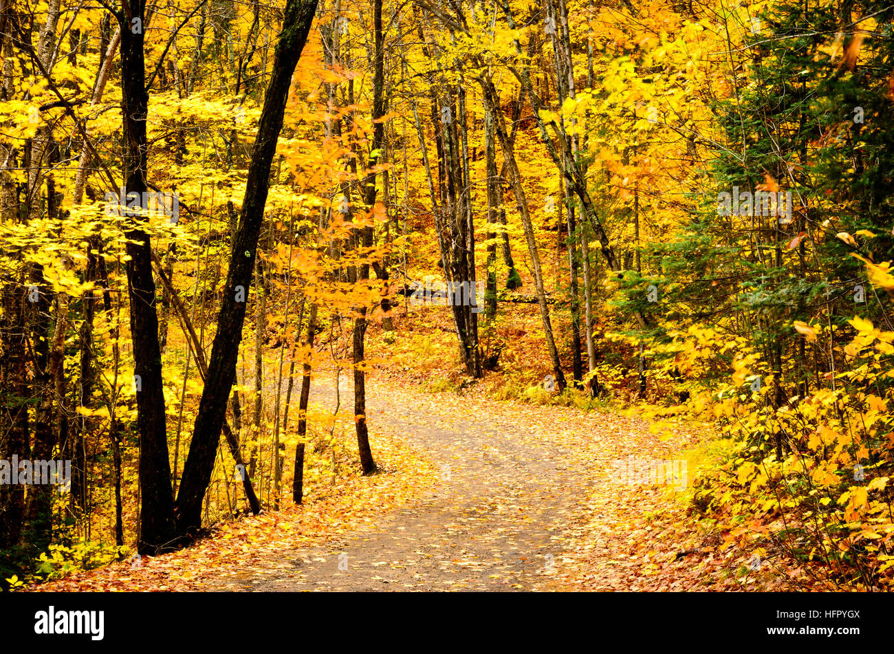 Fall on a curved country road in the forest Stock Photo - Alamy