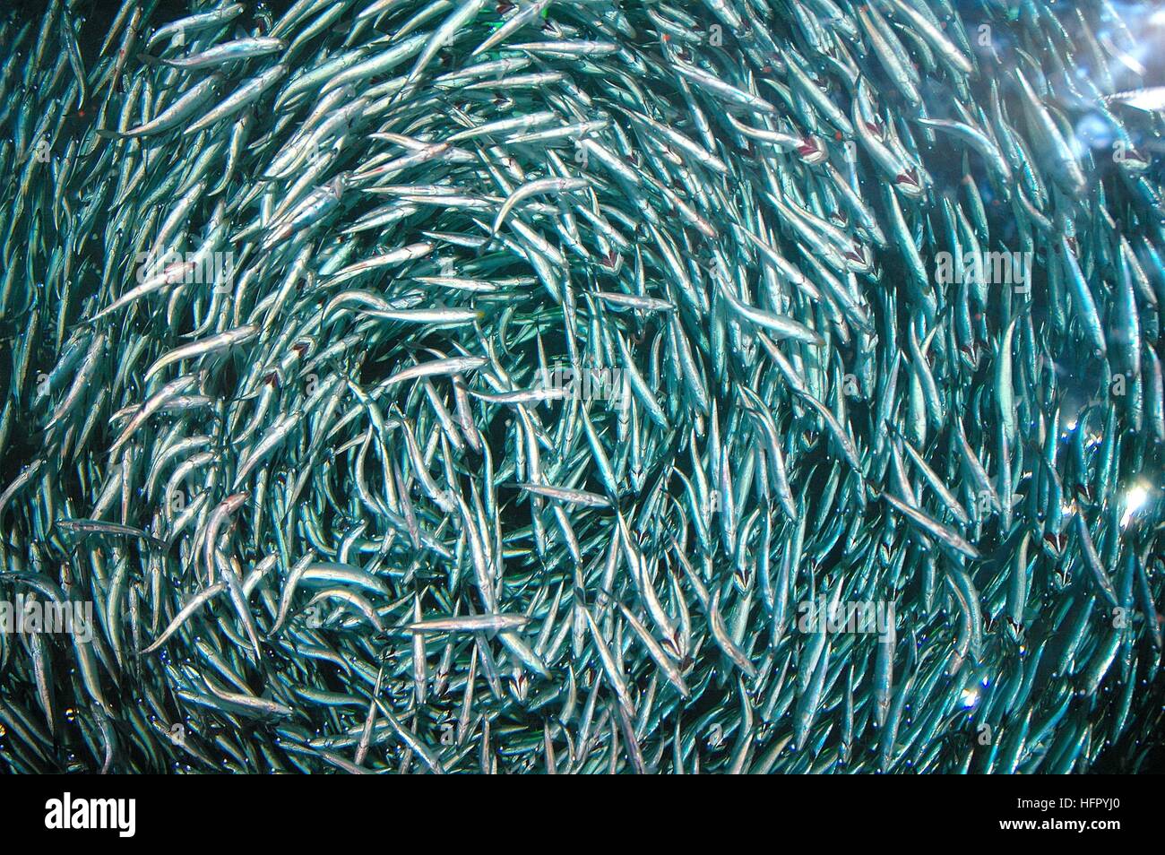 Schooling fish swimming in a circle Stock Photo - Alamy