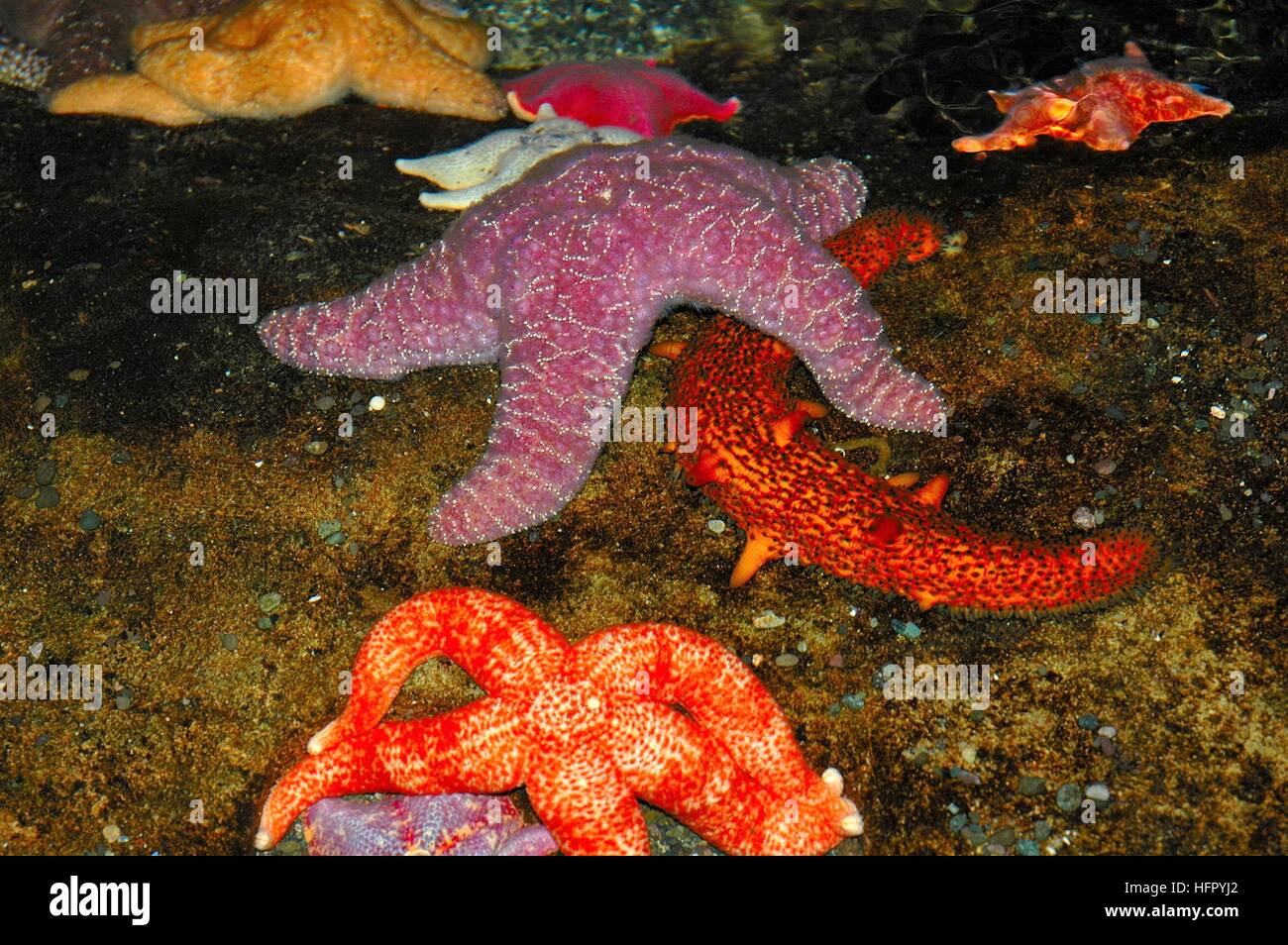 Color starfish sitting on the rocks Stock Photo - Alamy
