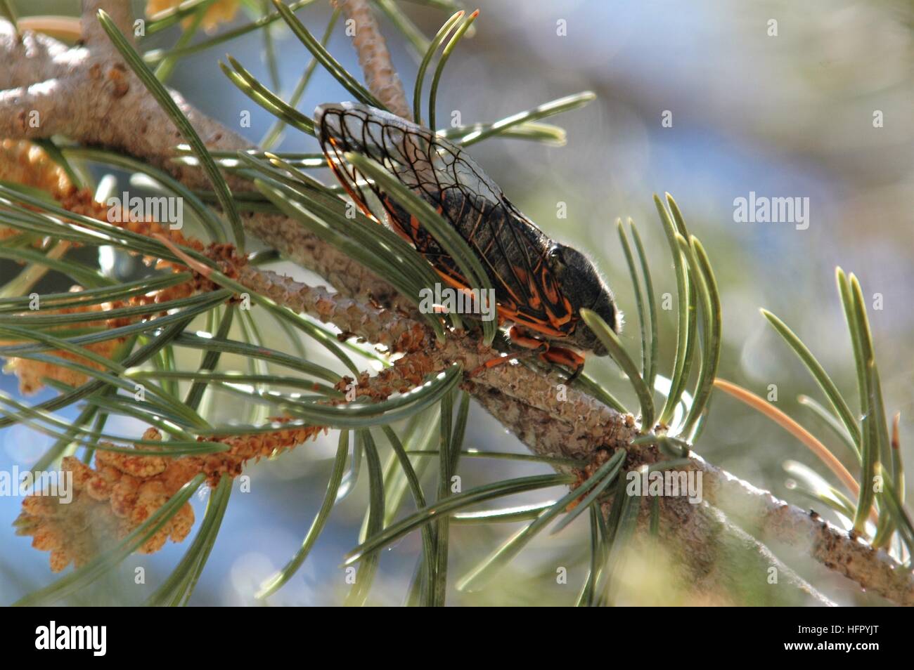 Colorful cicada on a pine tree branch Stock Photo - Alamy