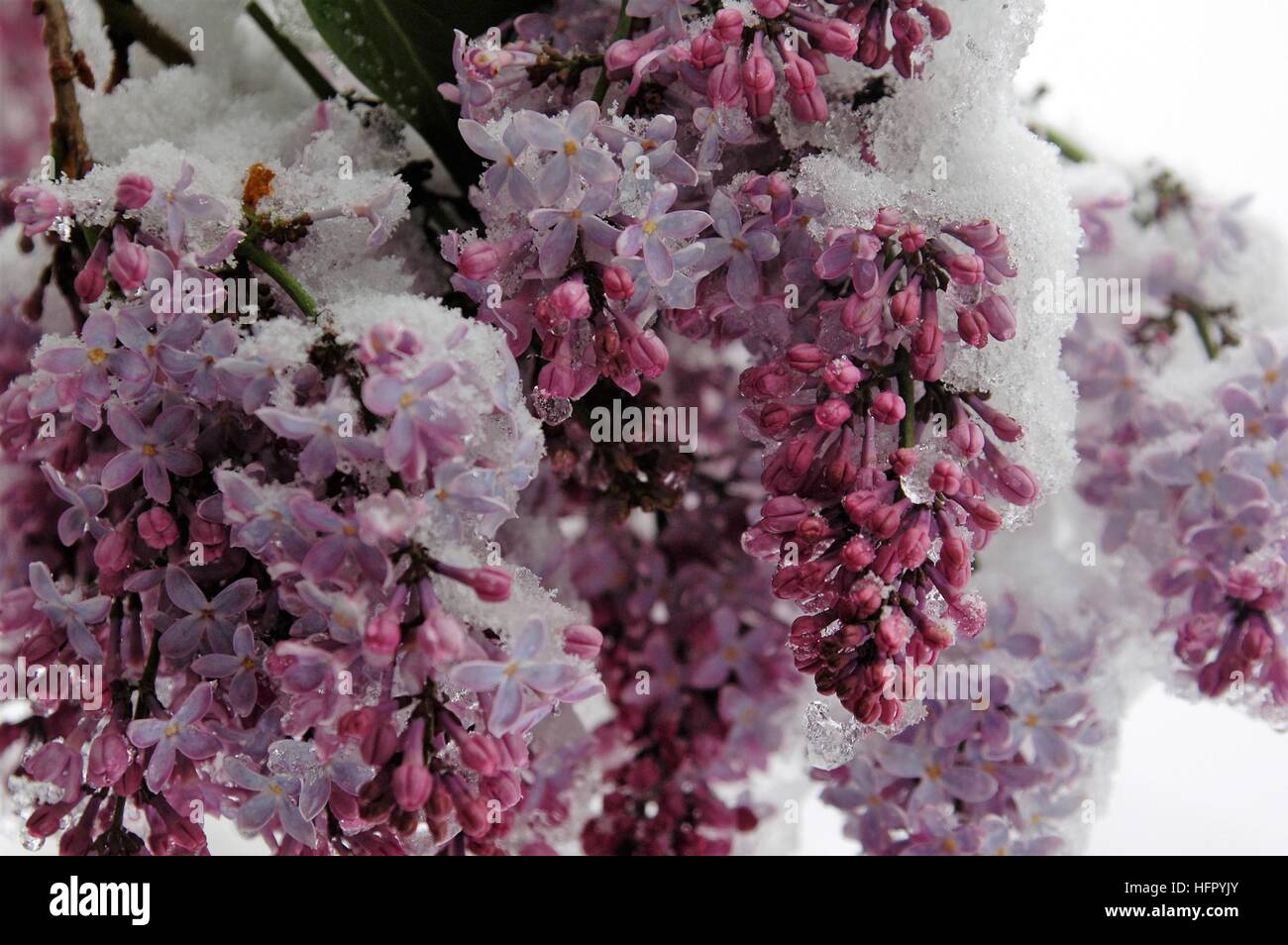 Ice covered flowers hi-res stock photography and images - Alamy