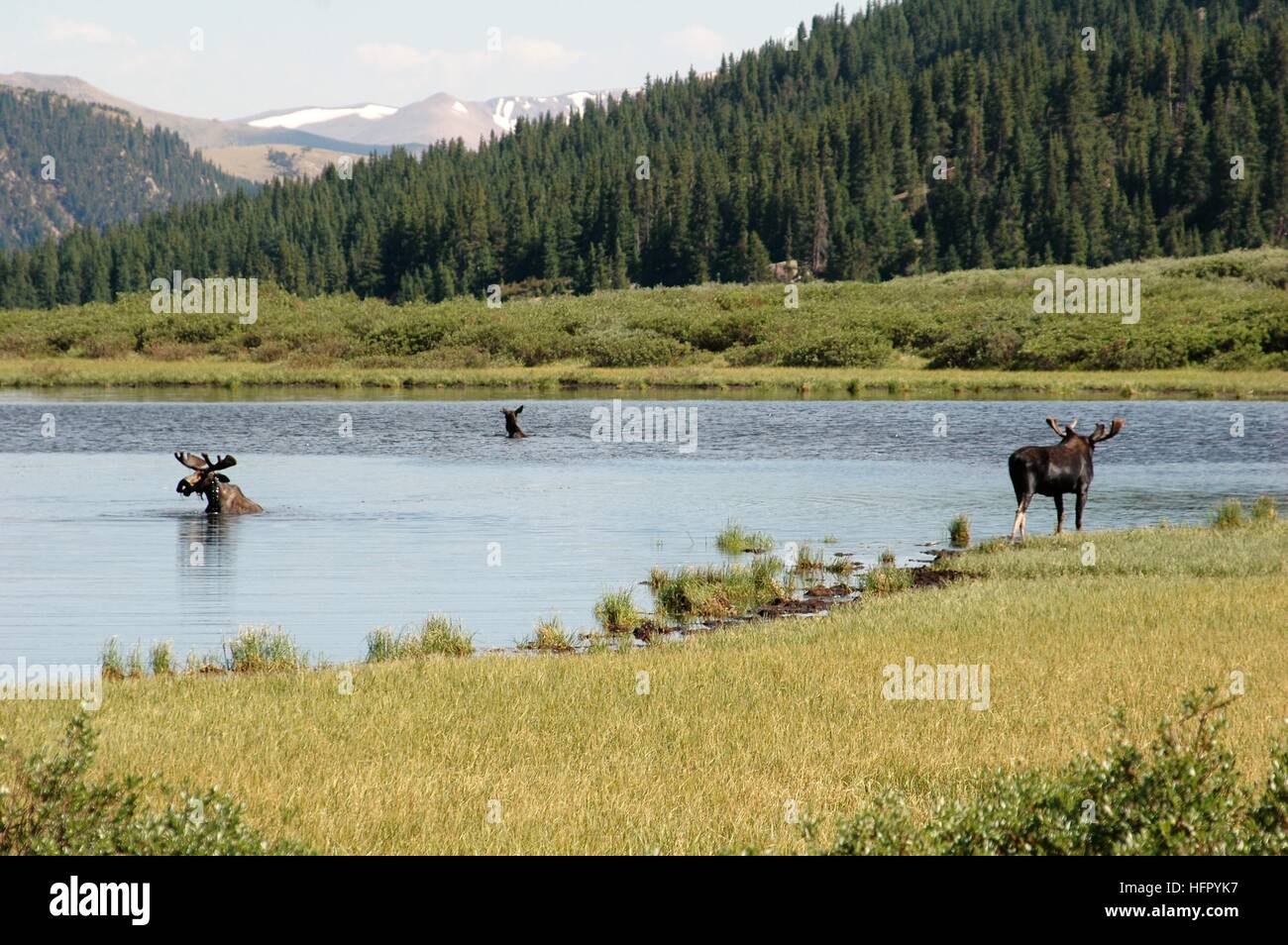 A group of bull moose eating in a pond Stock Photo - Alamy