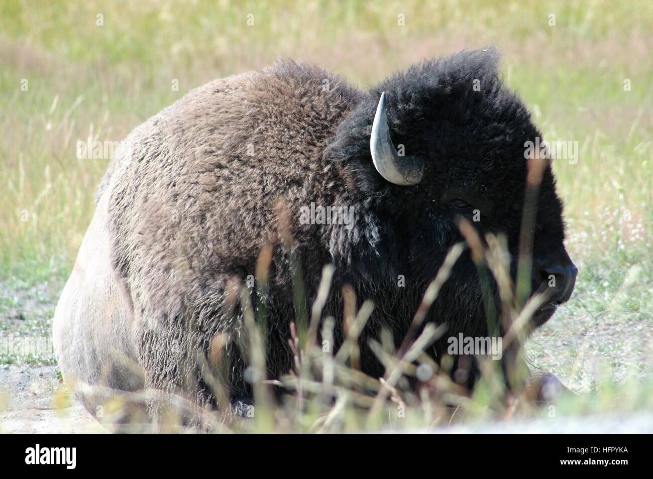 Bison resting in grass hi-res stock photography and images - Alamy