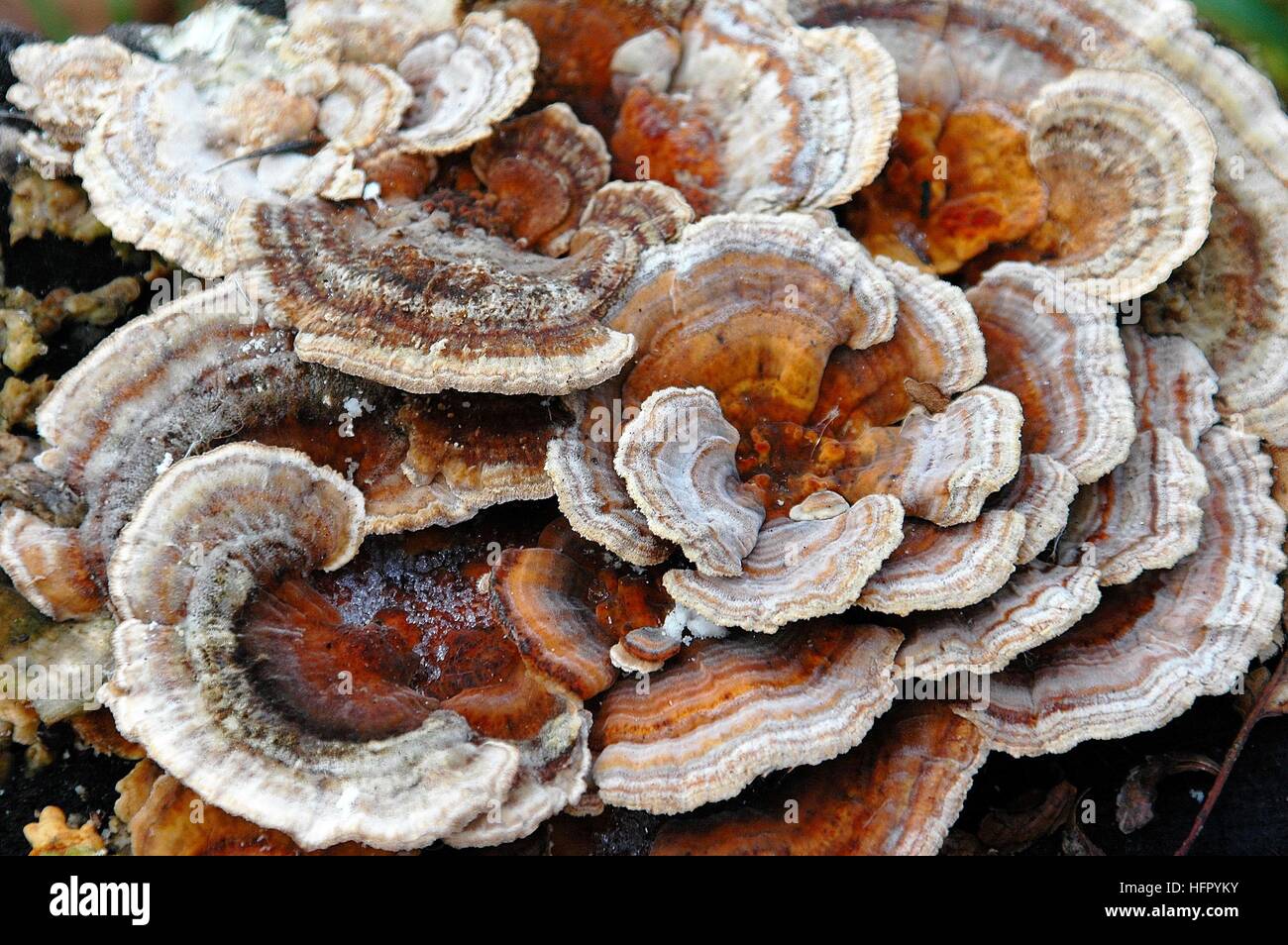Fungus growing on a tree stump in the forest Stock Photo - Alamy