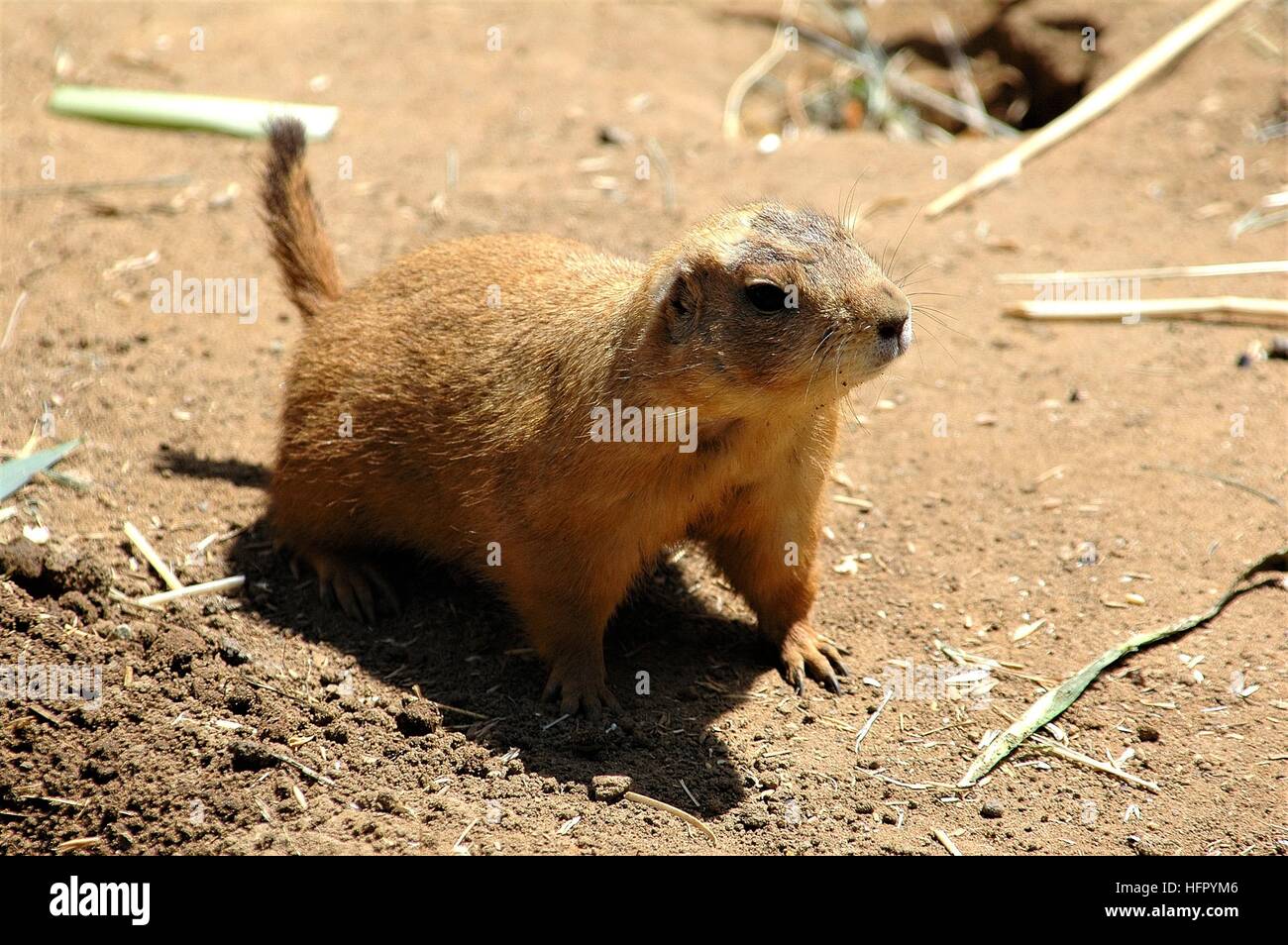Prairie dog standing next to burrow Stock Photo - Alamy