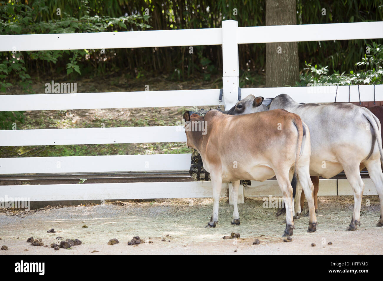 Cows grazing on hay Stock Photo - Alamy