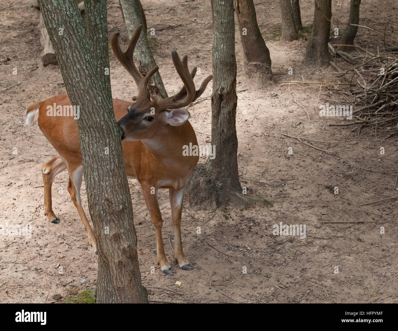 Adult scratching tail hi-res stock photography and images - Alamy