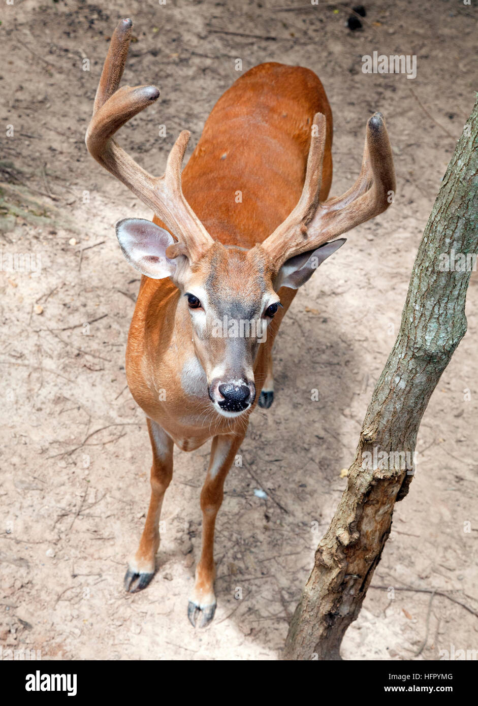 Adult scratching tail hi-res stock photography and images - Alamy