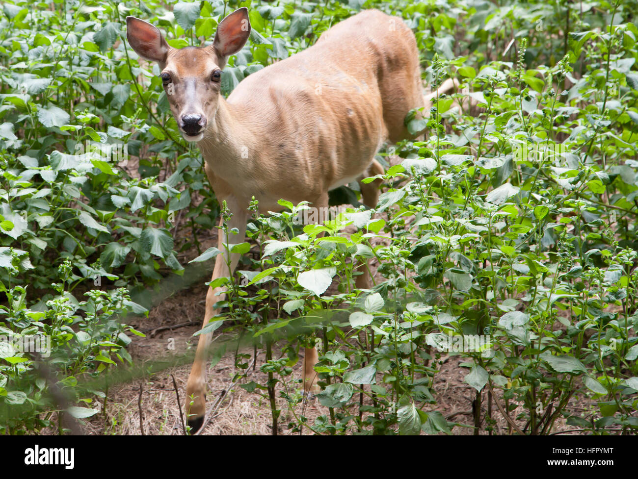 White-tailed doe in thick foliage Stock Photo - Alamy