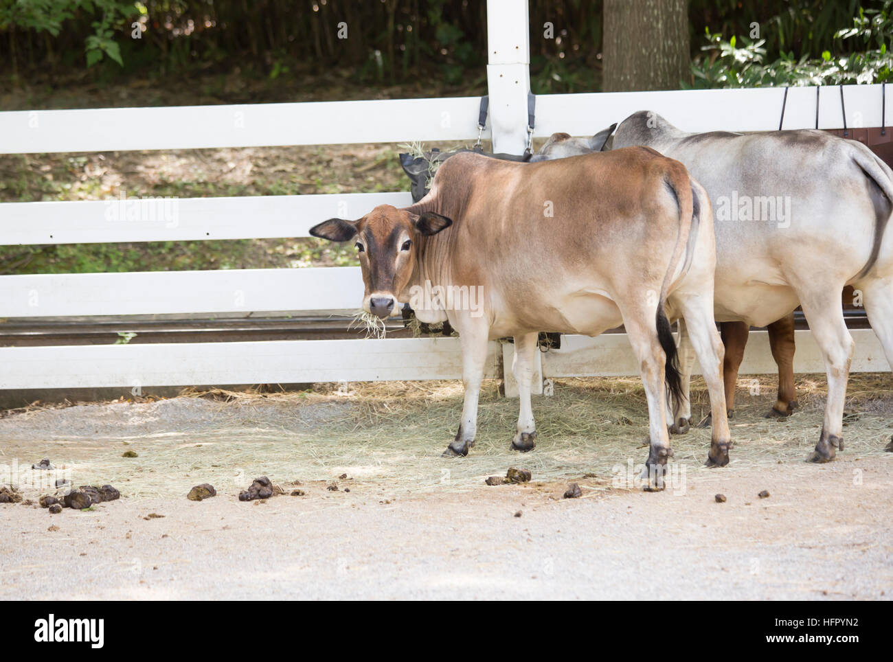 Cows grazing on hay Stock Photo - Alamy