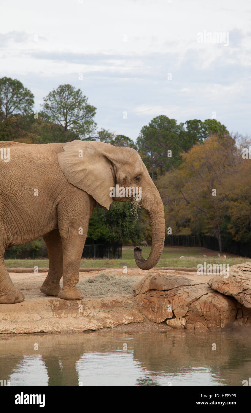 African savanna elephant (Loxodonta africana africana) eating hay Stock ...