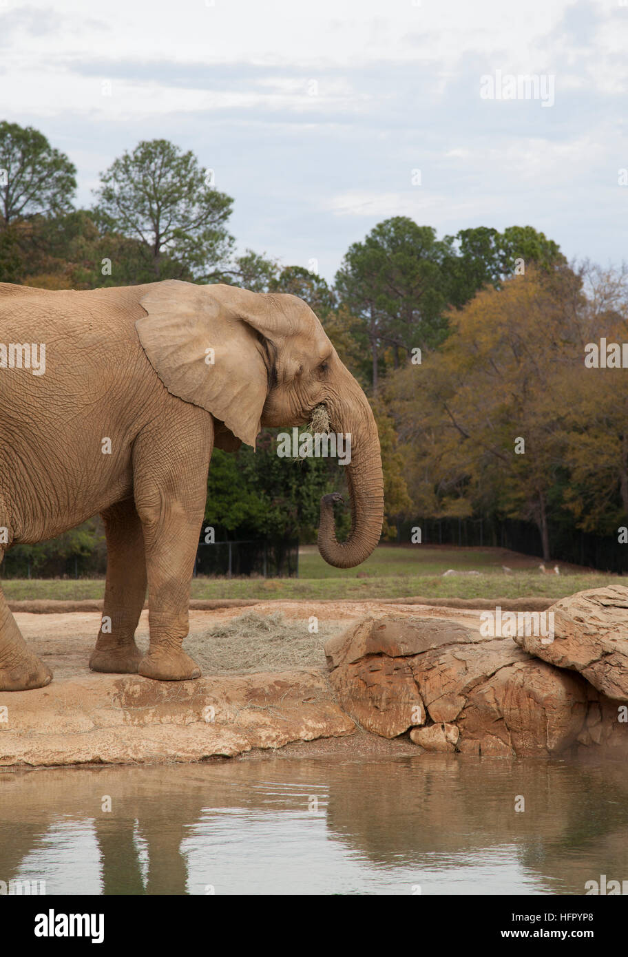 African savanna elephant (Loxodonta africana africana) eating hay Stock ...
