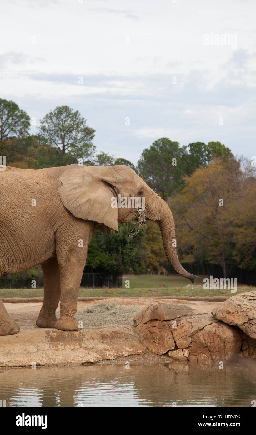African savanna elephant (Loxodonta africana africana) eating hay Stock ...