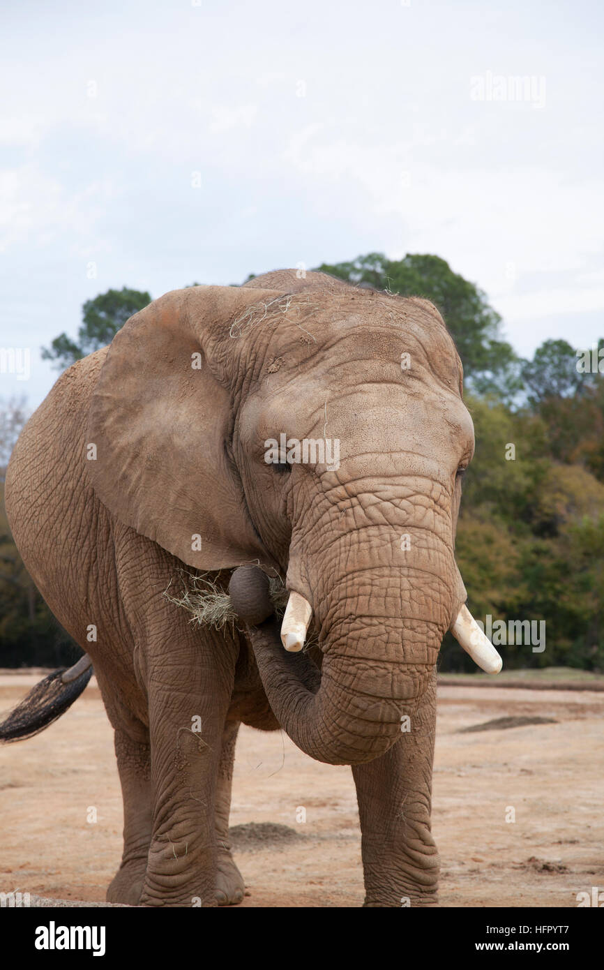 African savanna elephant (Loxodonta africana africana) eating hay Stock ...