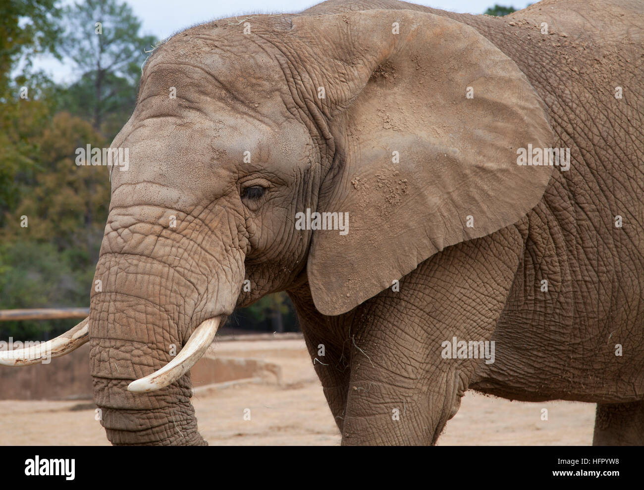 Elephant angola hi-res stock photography and images - Alamy