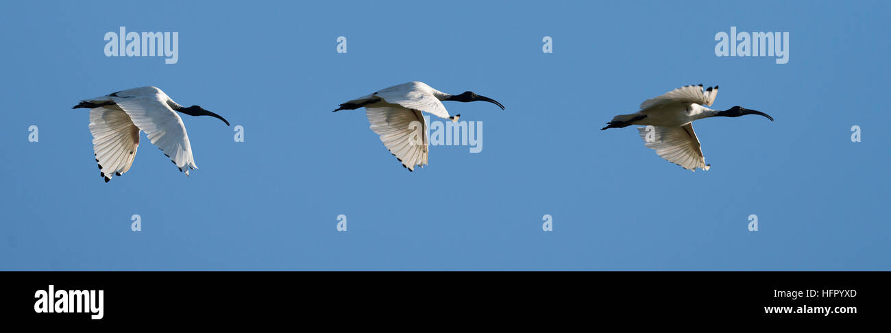 Australian white ibis flying in formation Stock Photo - Alamy