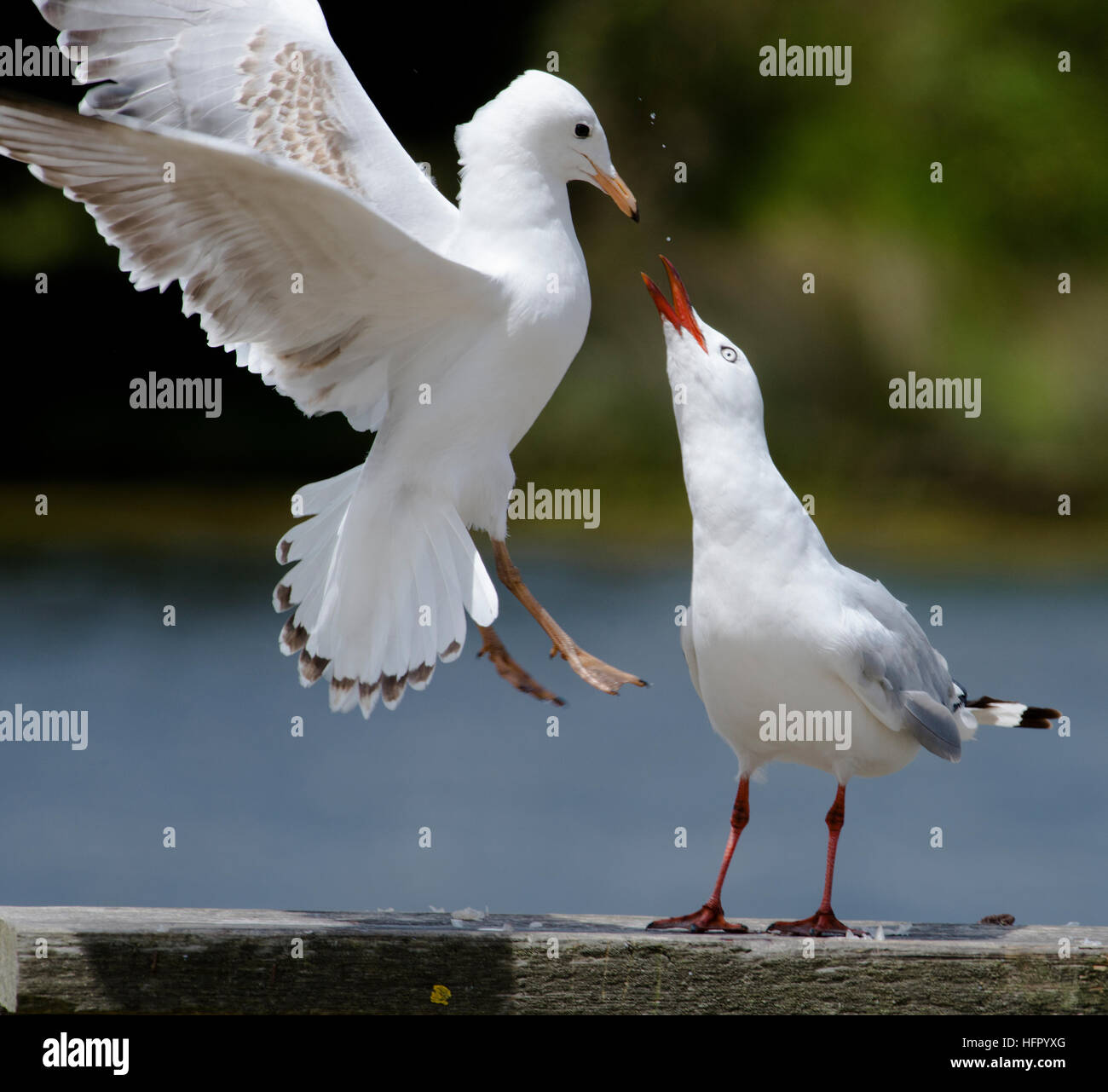 Australian Seagull Flying High Resolution Stock Photography and Images ...