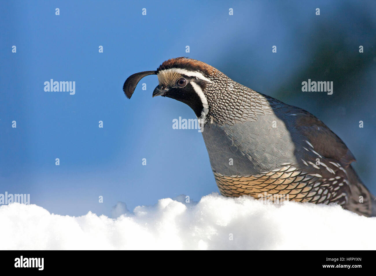 Blue scaled quail bird hi-res stock photography and images - Alamy