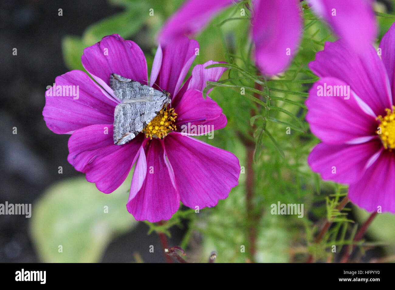 Gray Moth on violet-colored Cosmos Stock Photo - Alamy