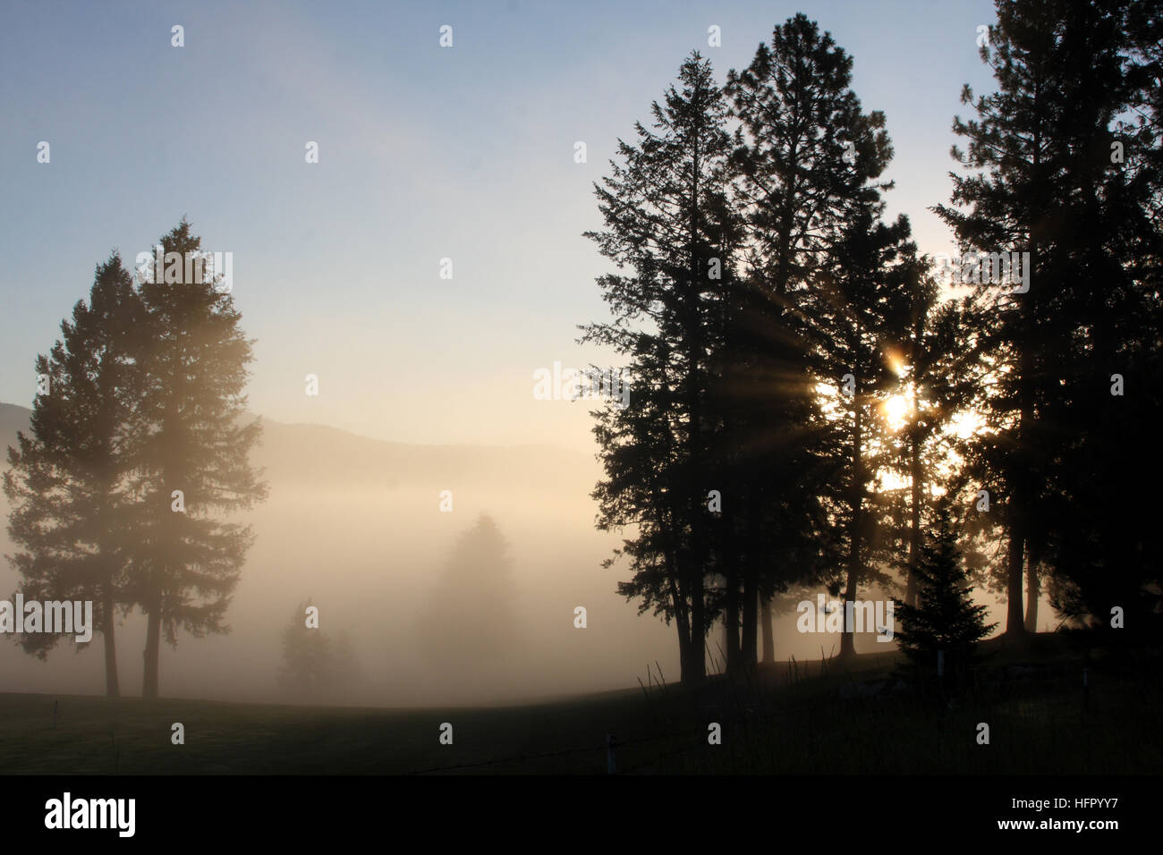 Sunrise through trees hi-res stock photography and images - Alamy