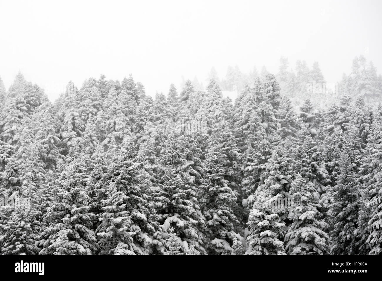 Pine trees and snow in winter landscape Stock Photo - Alamy