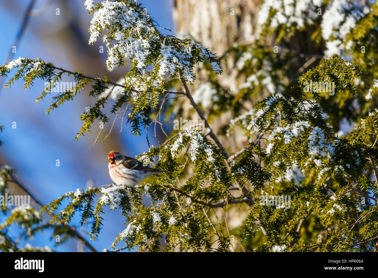 Redpoll in pine tree hi-res stock photography and images - Alamy