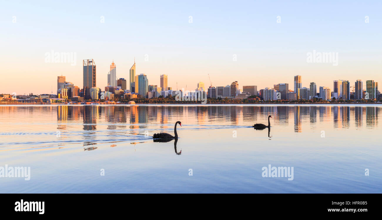 Two black swans (Cygnus atratus) on the Swan River at sunrise. Perth ...
