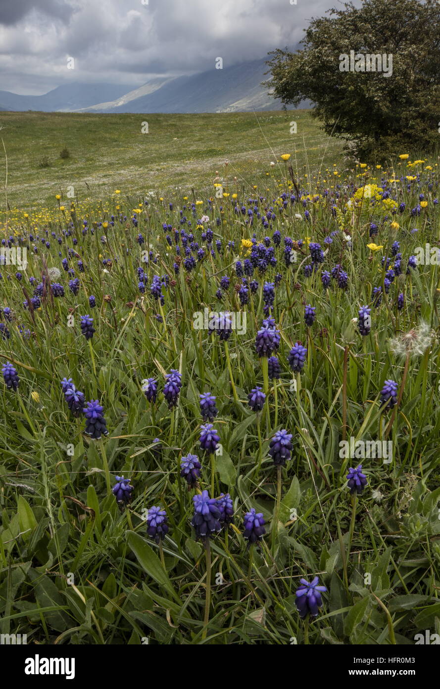 Masses of Grape Hyacinth in high pasture, Gran Sasso National Park ...