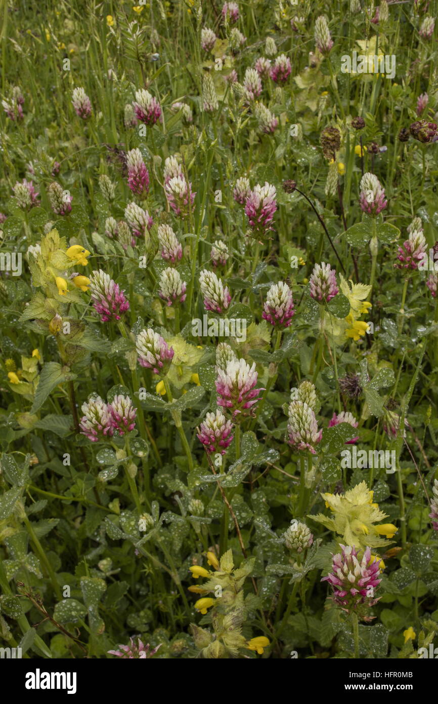 Long-headed Clover, Trifolium incarnatum ssp molinerii in sward. Rare ...